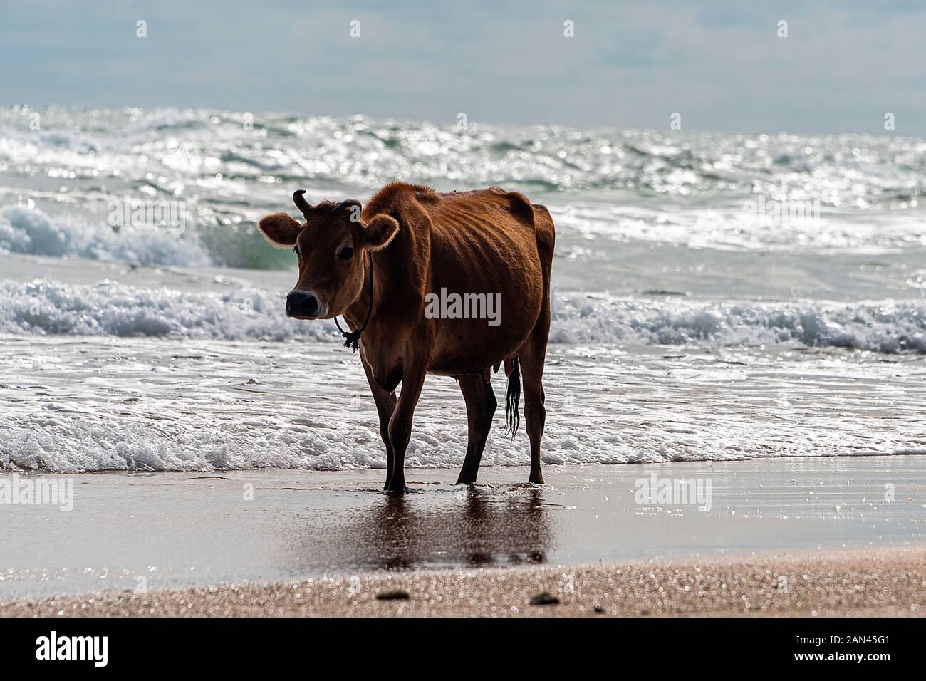 Galle, Sri lanka - Sept 2015: Brown cow with twisted horns, walking ...