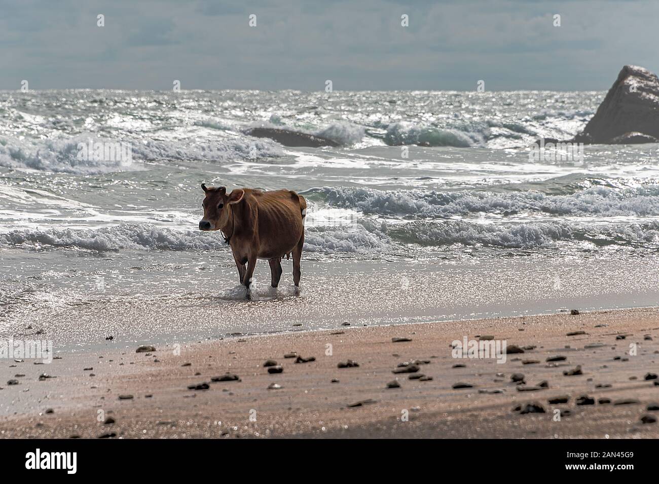 White cow with horns india hi-res stock photography and images - Alamy
