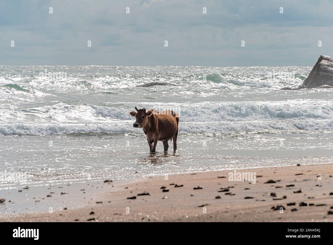 Galle, Sri lanka - Sept 2015: Brown cow with twisted horns, walking ...