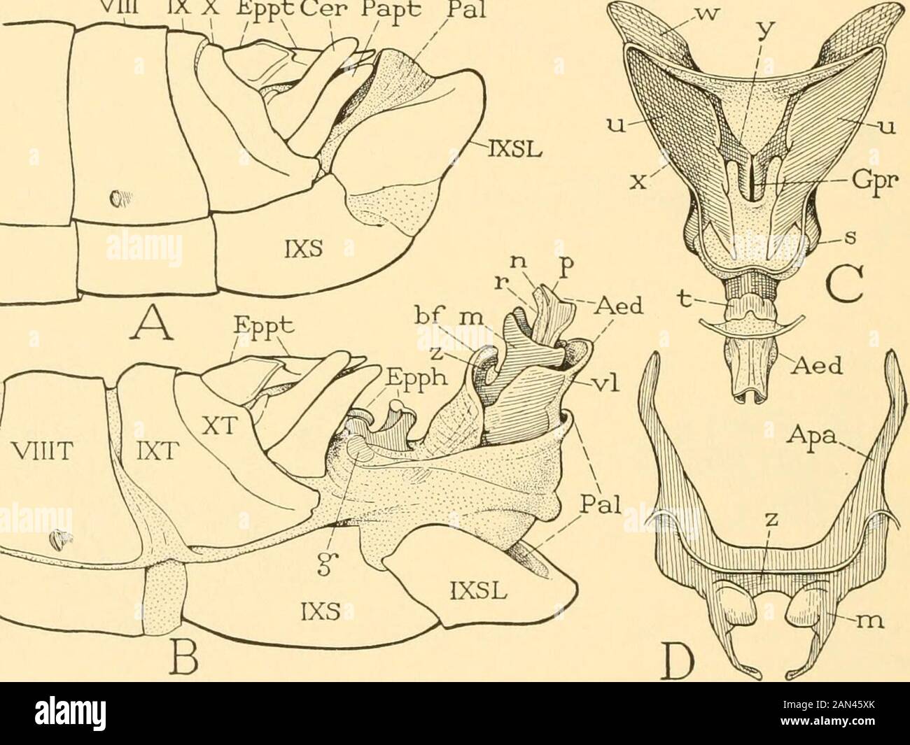 Smithsonian miscellaneous collections . branous area of the lobe. When ...