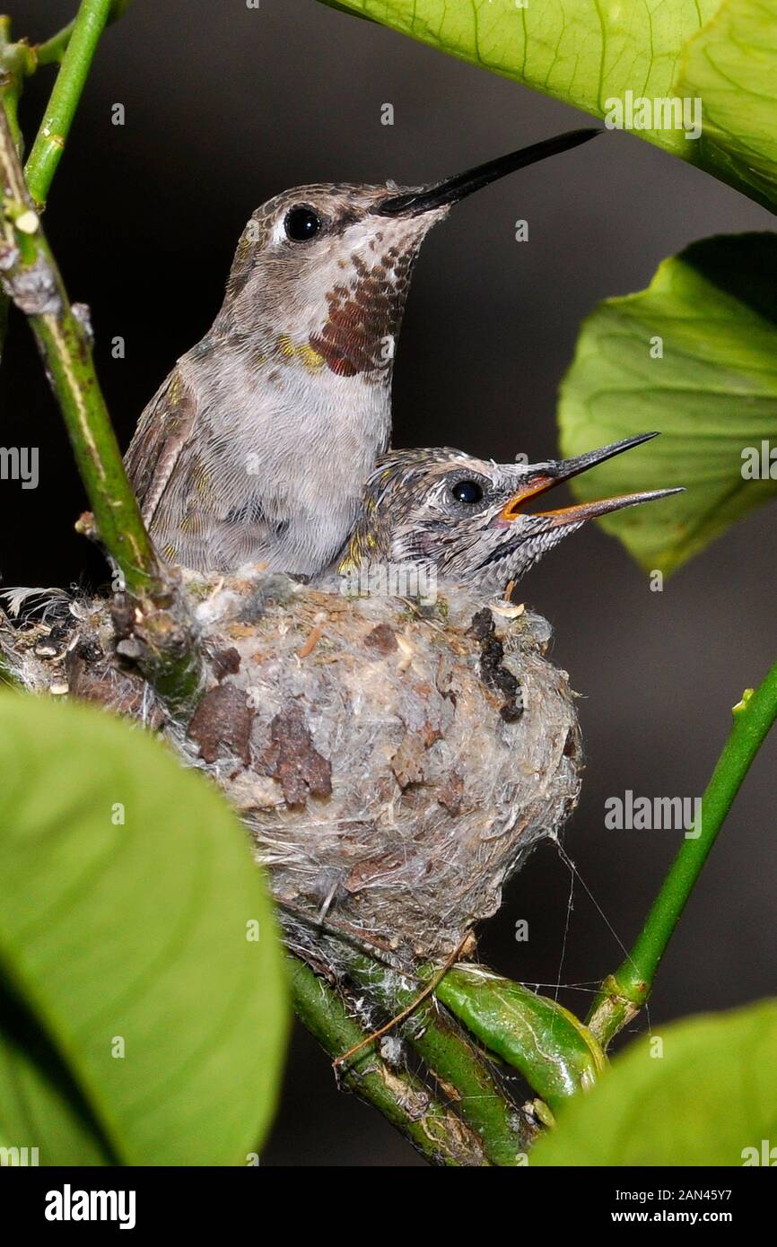 Anna's hummingbird, Calypte anna, mother with chick Stock Photo - Alamy