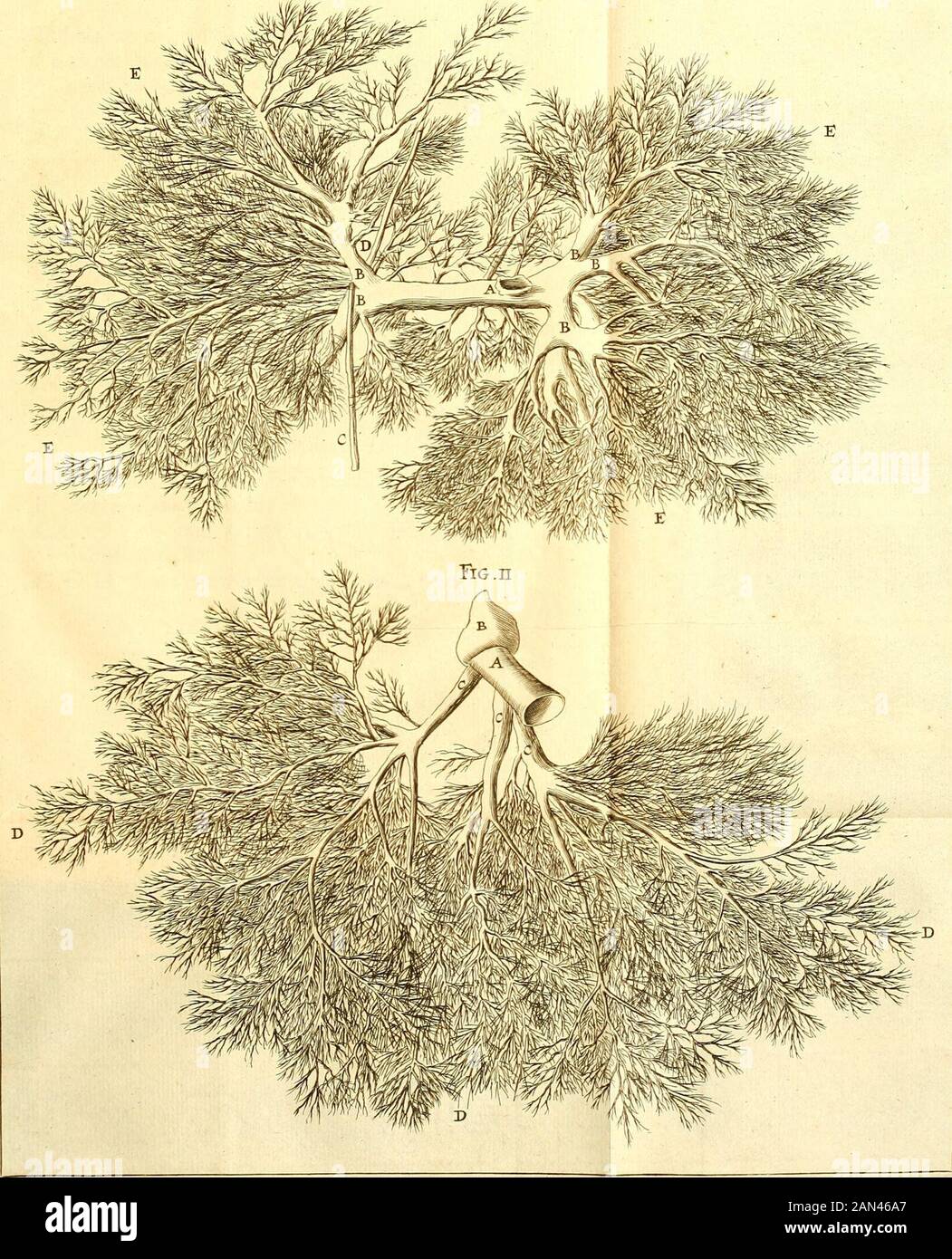 Erimus hi-res stock photography and images - Alamy