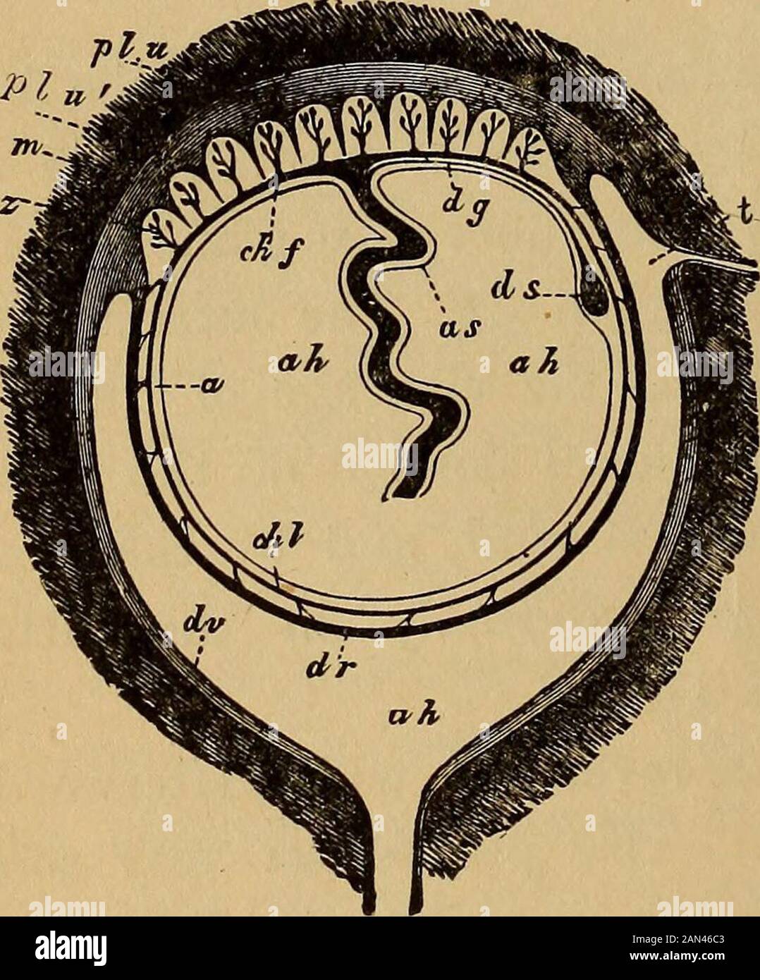 Human placenta diagram hi-res stock photography and images - Alamy