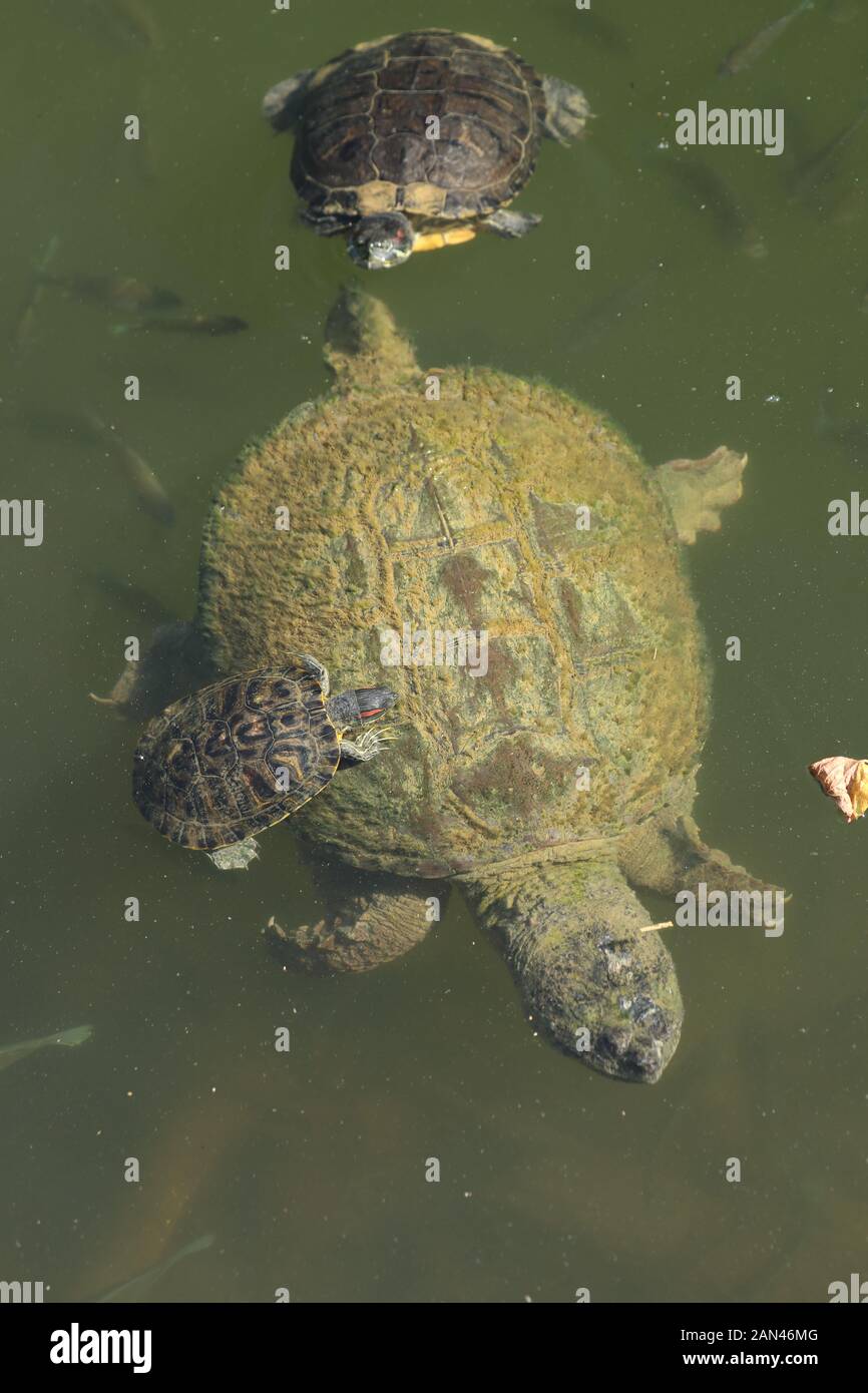 red-eared sliders (Trachemys scripta elegans), feeding on algae on back ...