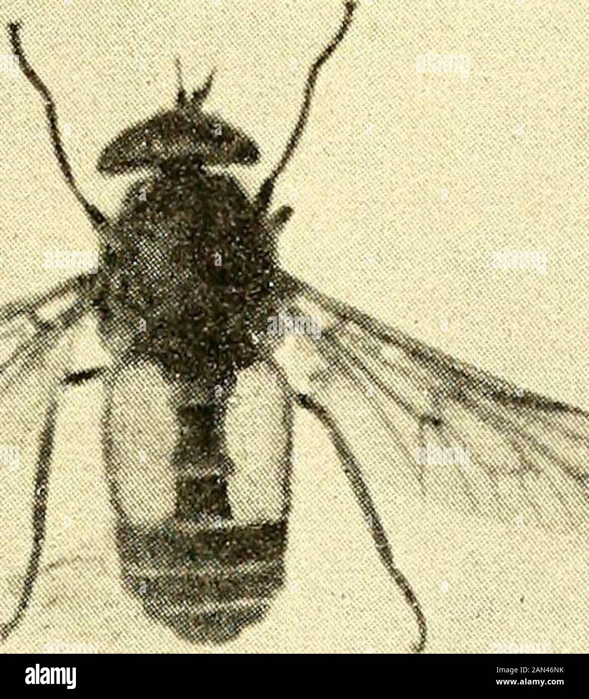 Labrador, the country and the people . Fig. I. Chrysops excitans ...