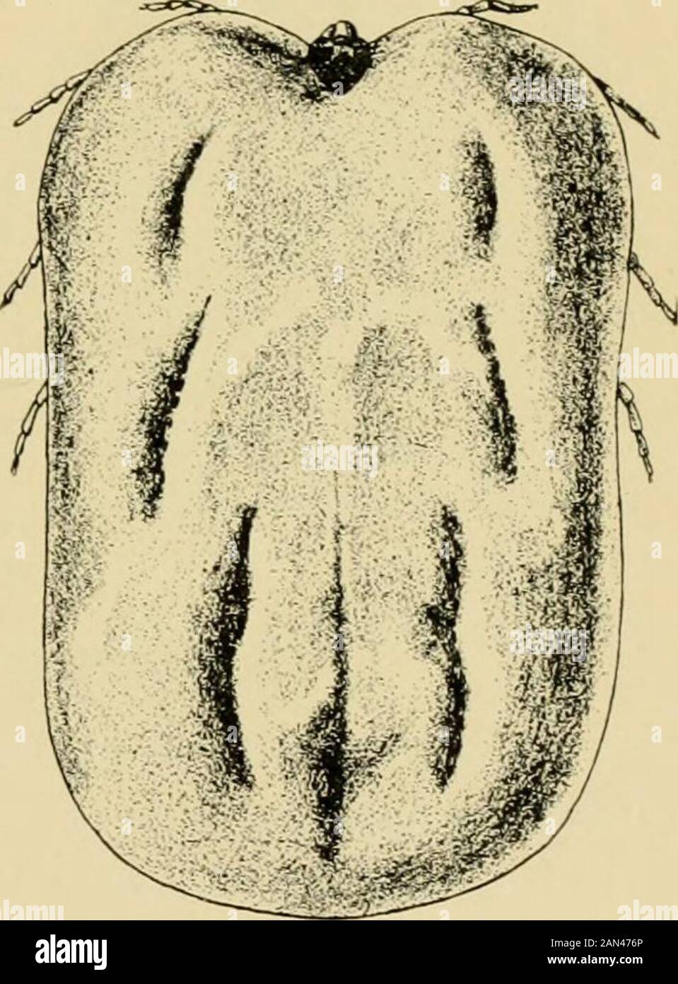 Boophilus Annulatus