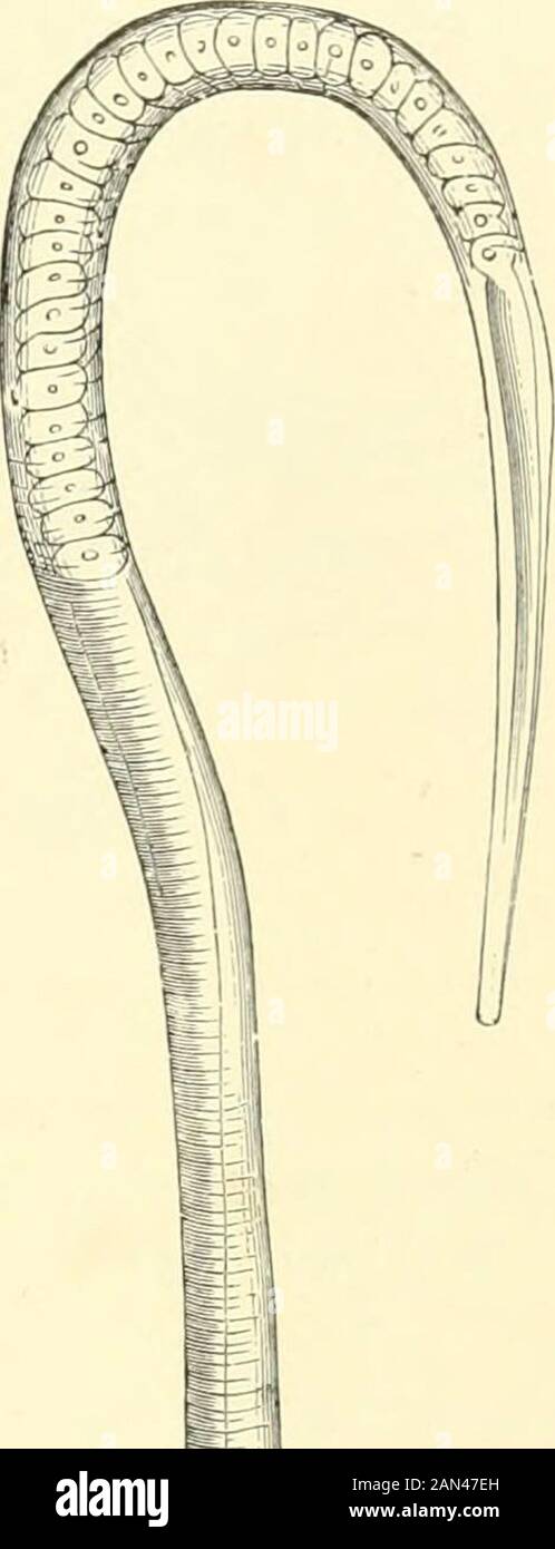 The royal natural history . TRICHINOSIS WORM COILED UP IN HlJIAX muscle ...