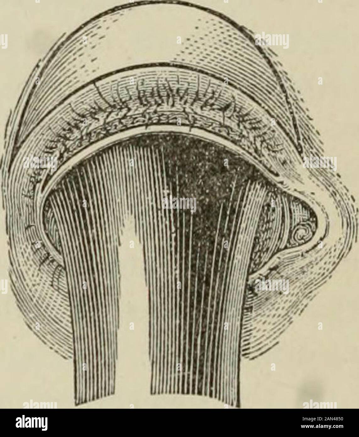 Tarsal glands hi-res stock photography and images - Alamy