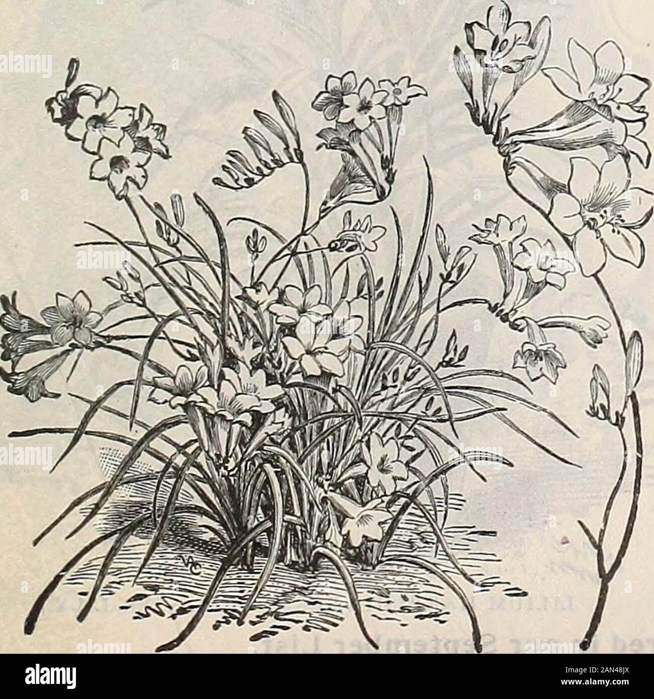 Freesia refracta ‘alba hi-res stock photography and images - Alamy