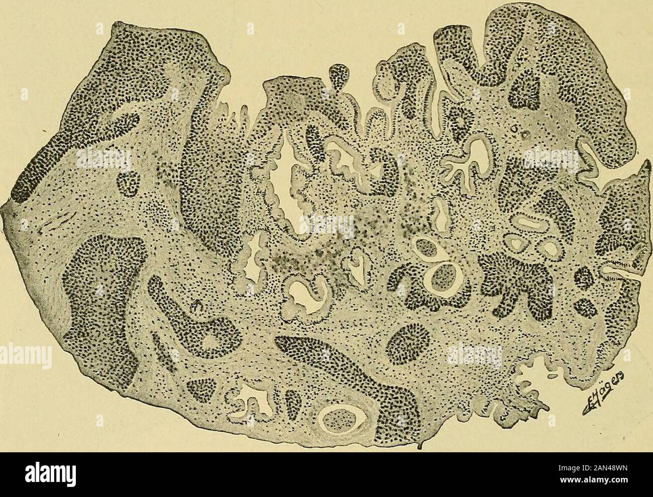 external os full form