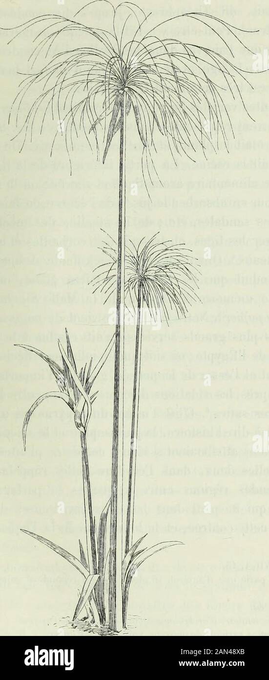 Fleurs de papyrus hi-res stock photography and images - Alamy