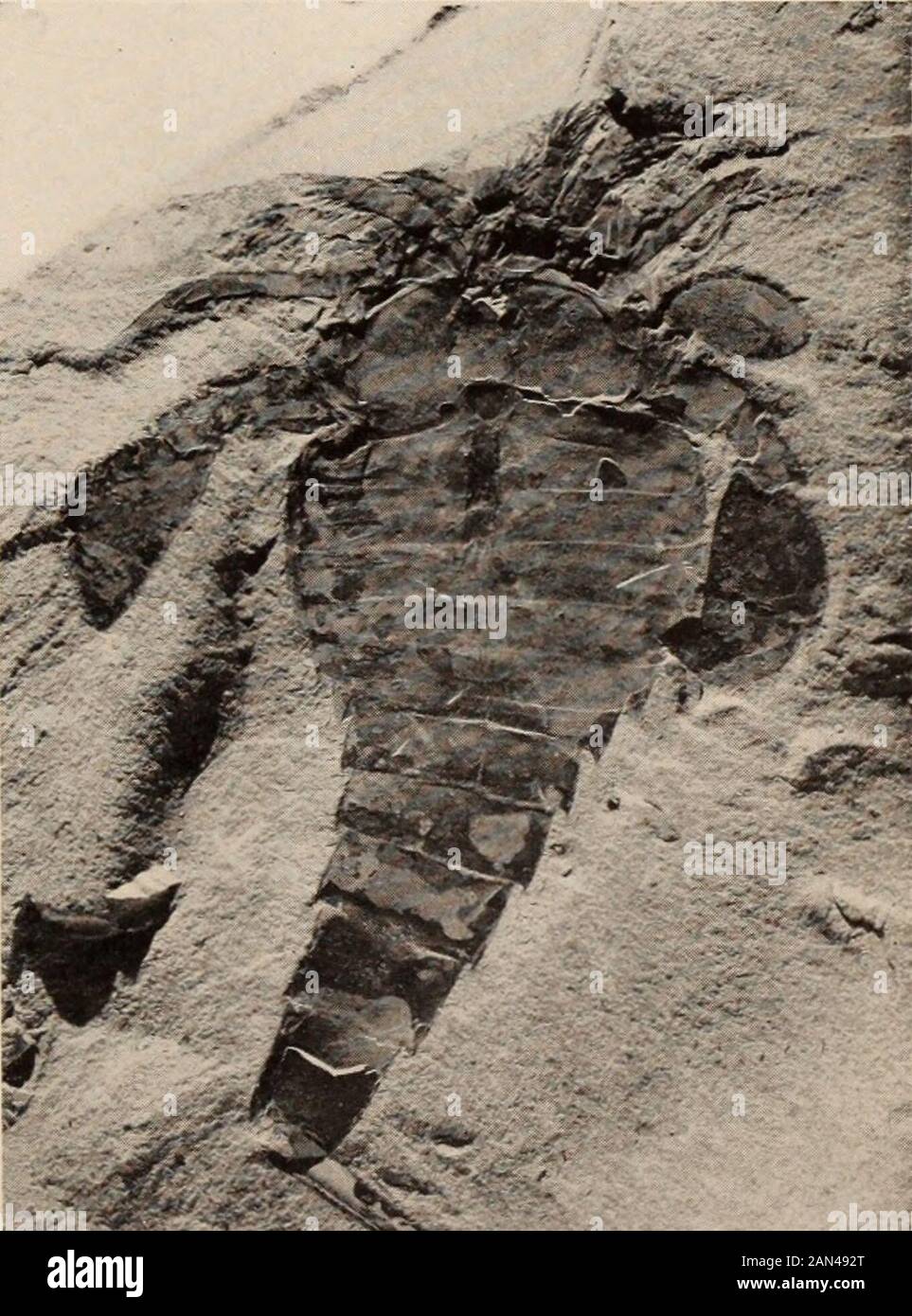 Geologic time scale hi-res stock photography and images - Alamy