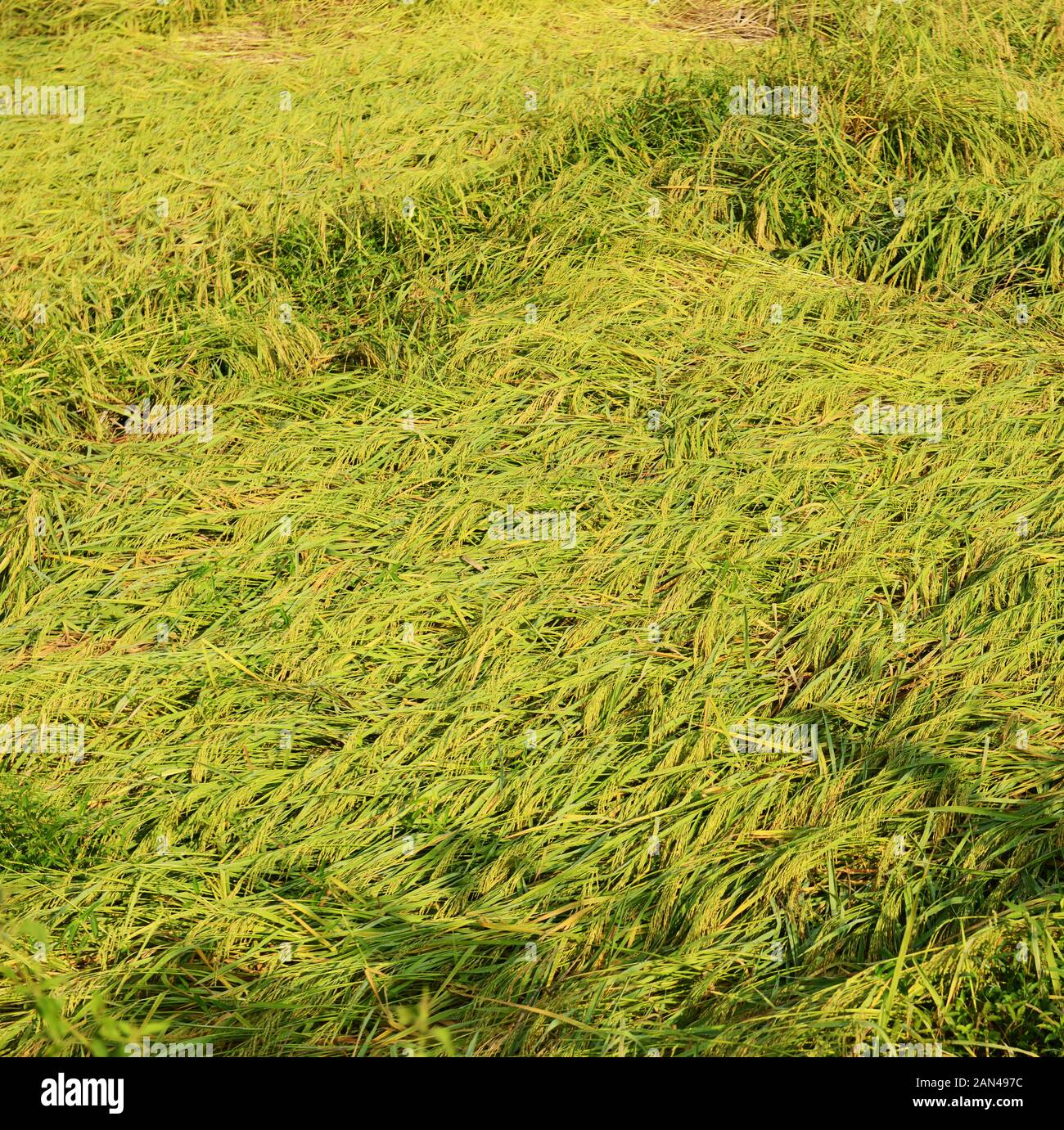 Harvested rice paddy hi-res stock photography and images - Alamy