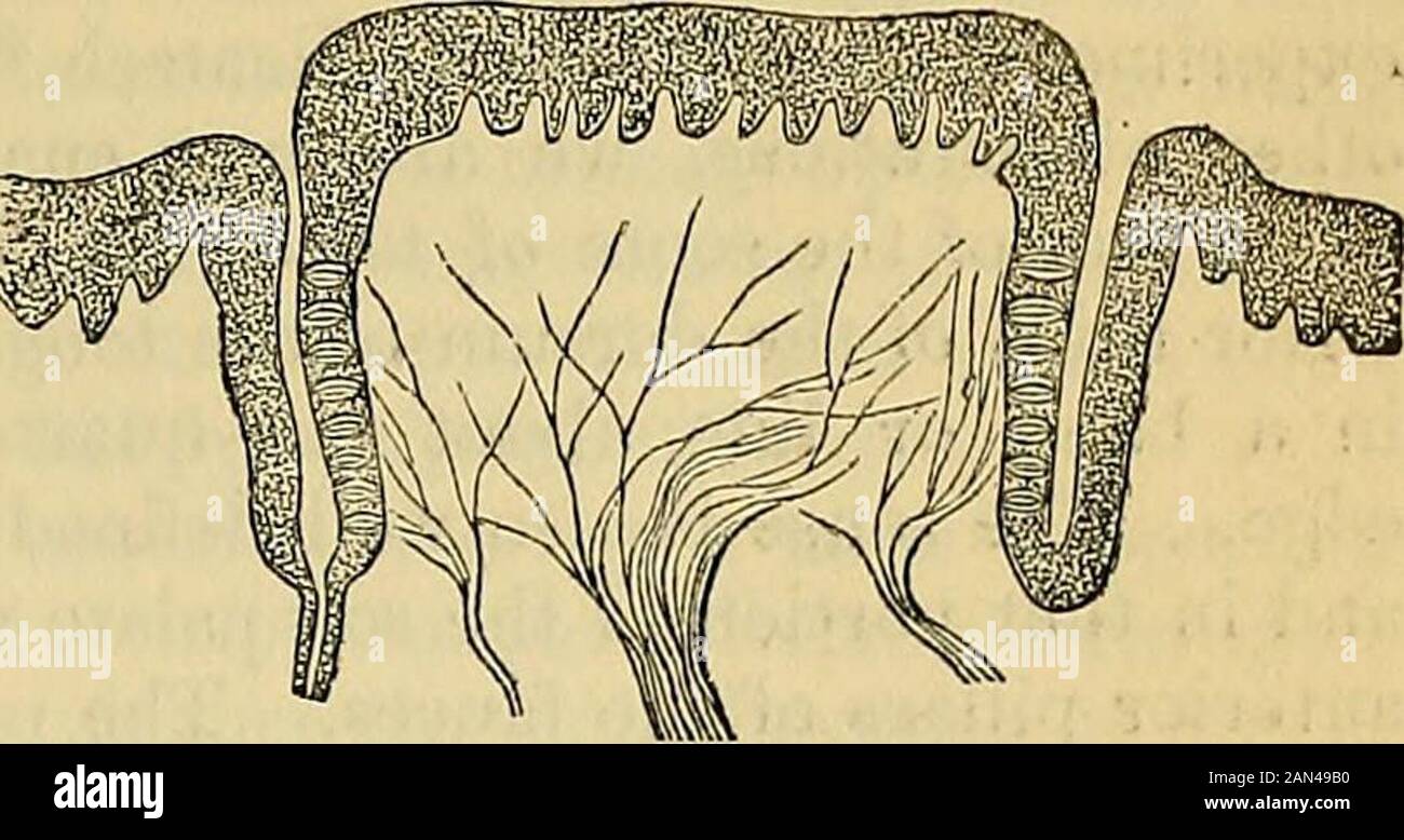 Carpenter's principles of human physiology . Gustatory bulbs from the ...