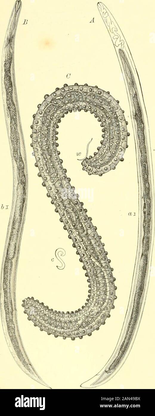 Female brood pouch hi-res stock photography and images - Alamy