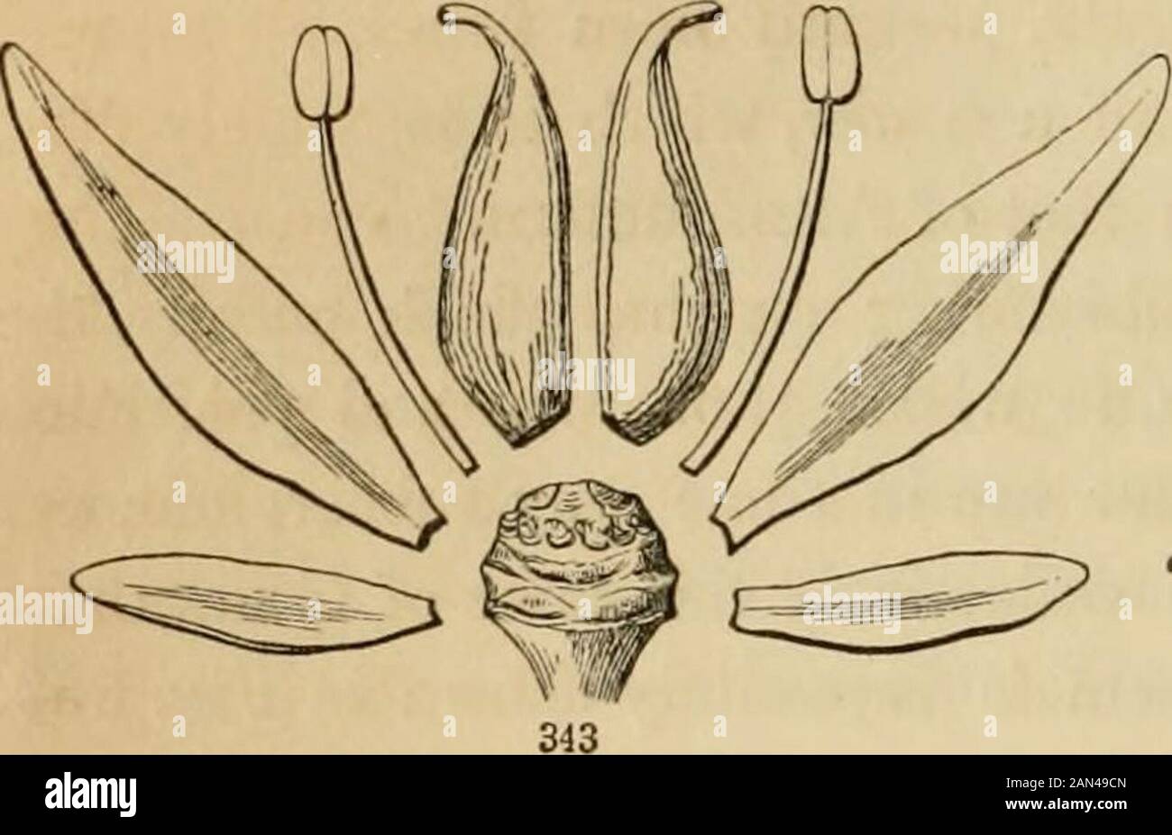 Introduction to structural and systematic botany, and vegetable ...