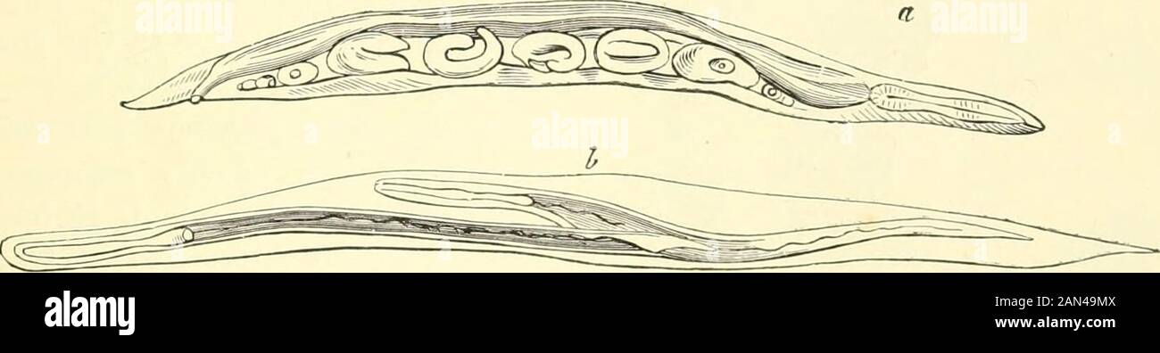 Rhabditis hi-res stock photography and images - Alamy