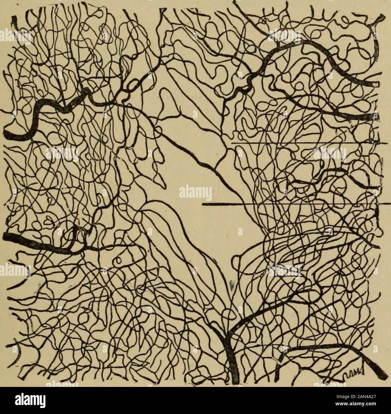 Text-book of ophthalmology . yer too are filled with pigmentgranules ...