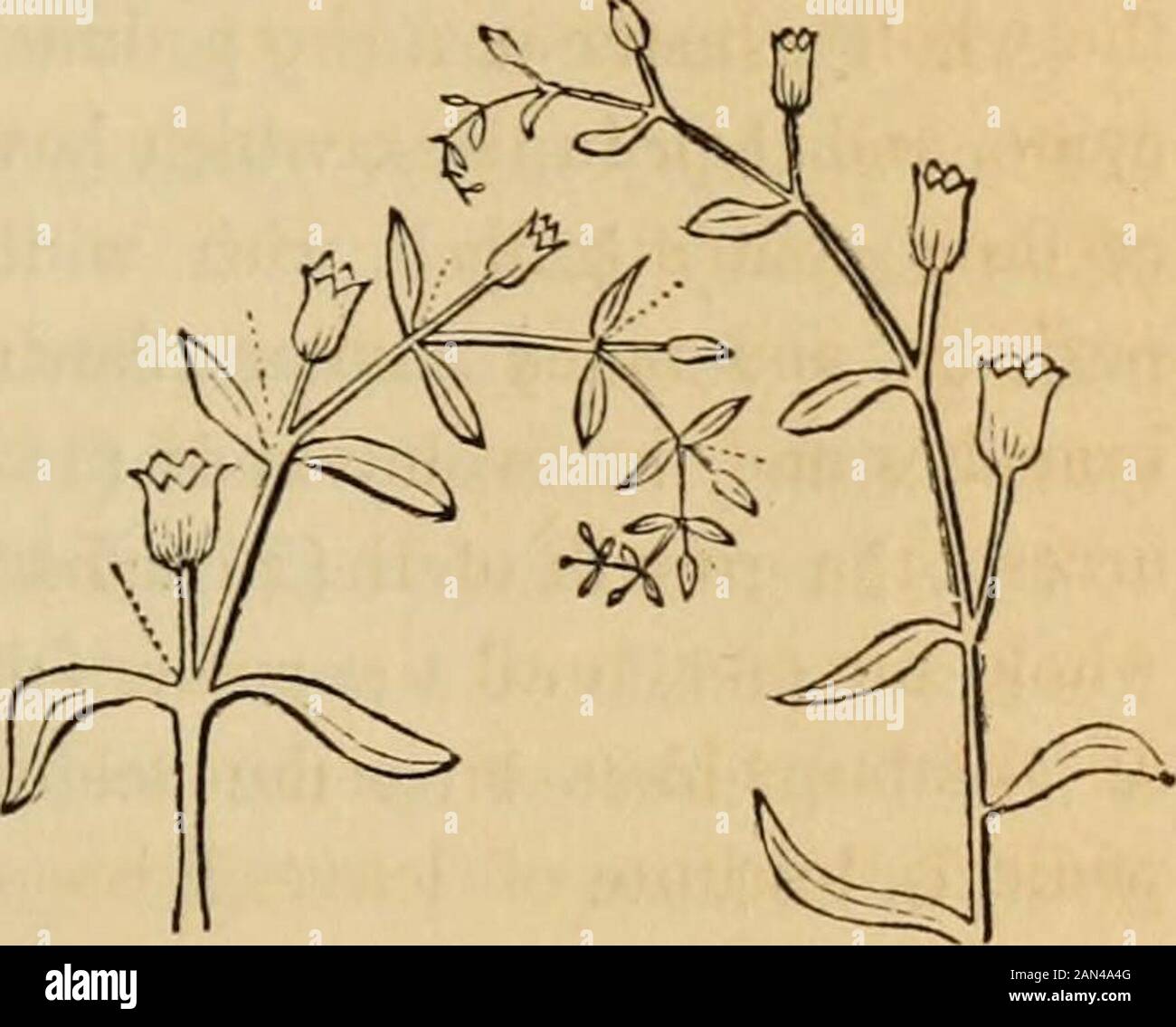 One sided raceme hi-res stock photography and images - Alamy