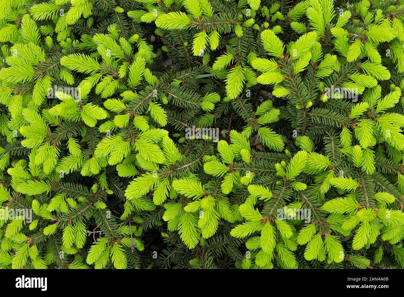 Background of new green spiny leaves. Conifer leaves background. Green ...
