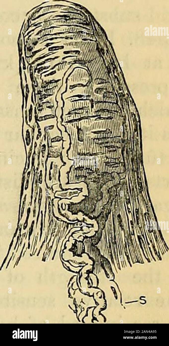 Carpenter's principles of human physiology . which is formed by the ...