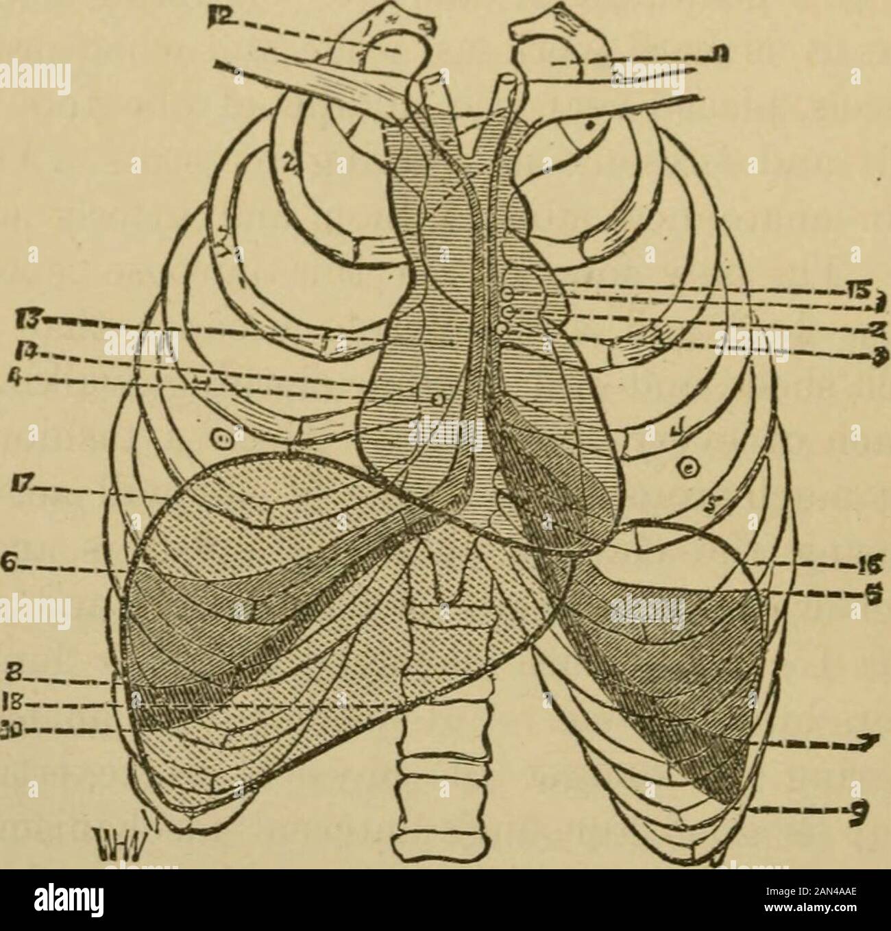 The physiology and hygiene of the house in which we live . as may be ...