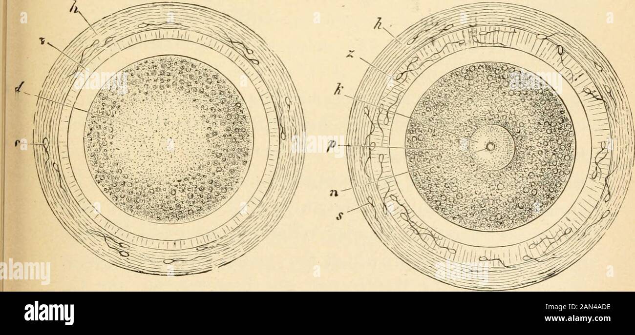 The evolution of man: a popular exposition of the principal points of ...