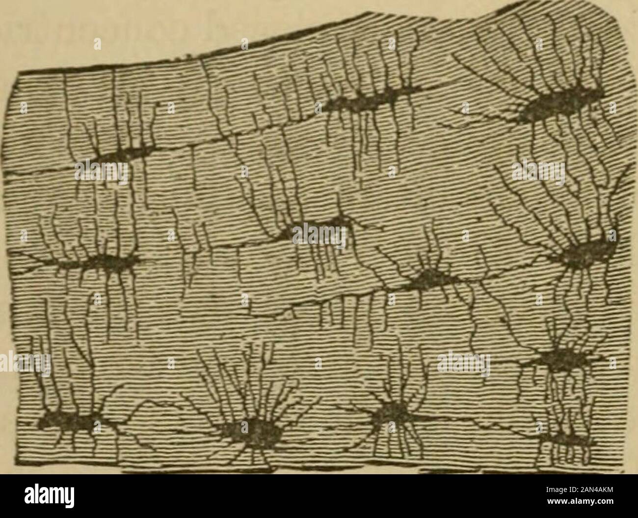 Fossil lizard fish hi-res stock photography and images - Alamy