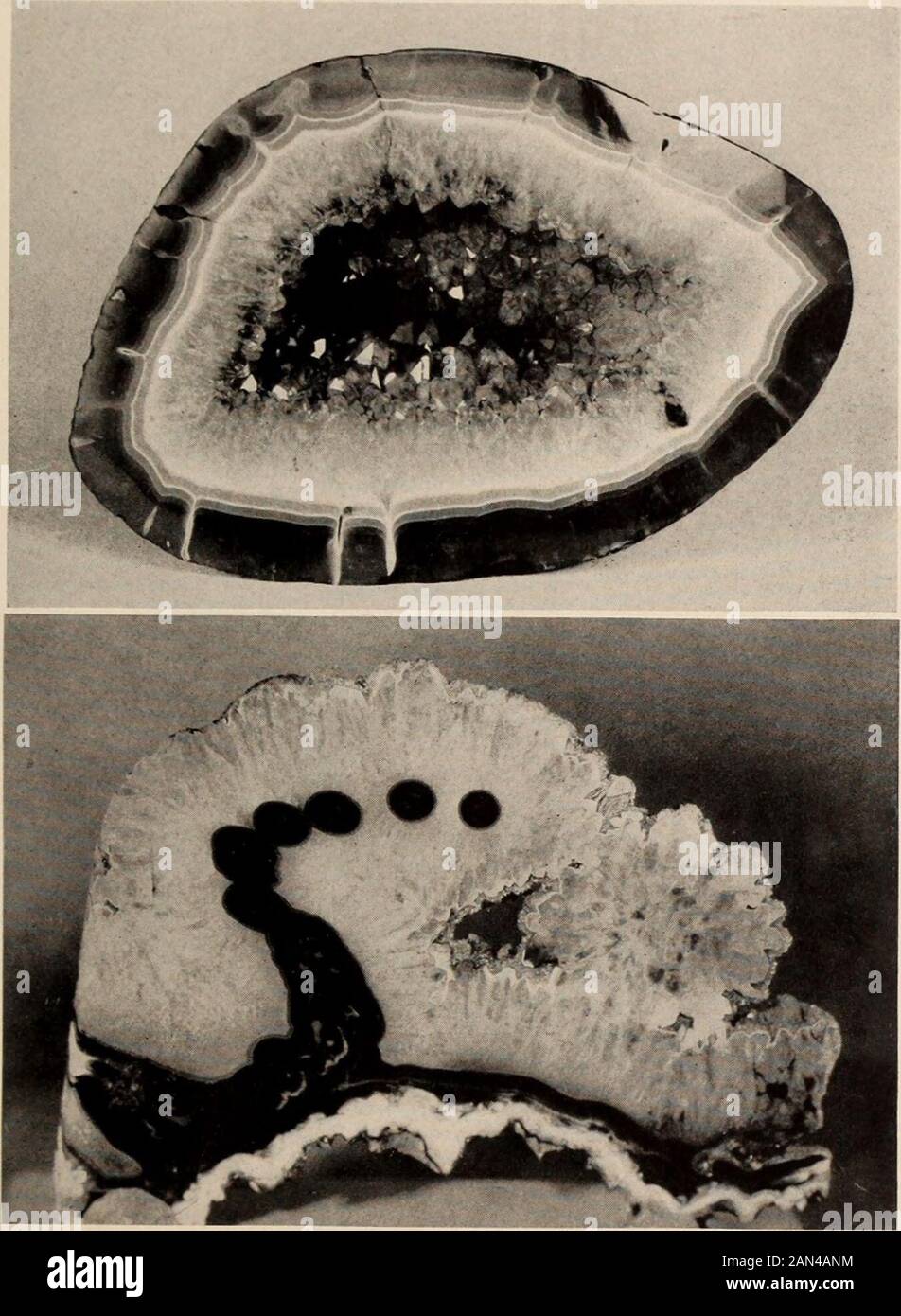 General guide to the exhibition halls of the American Museum of Natural ...