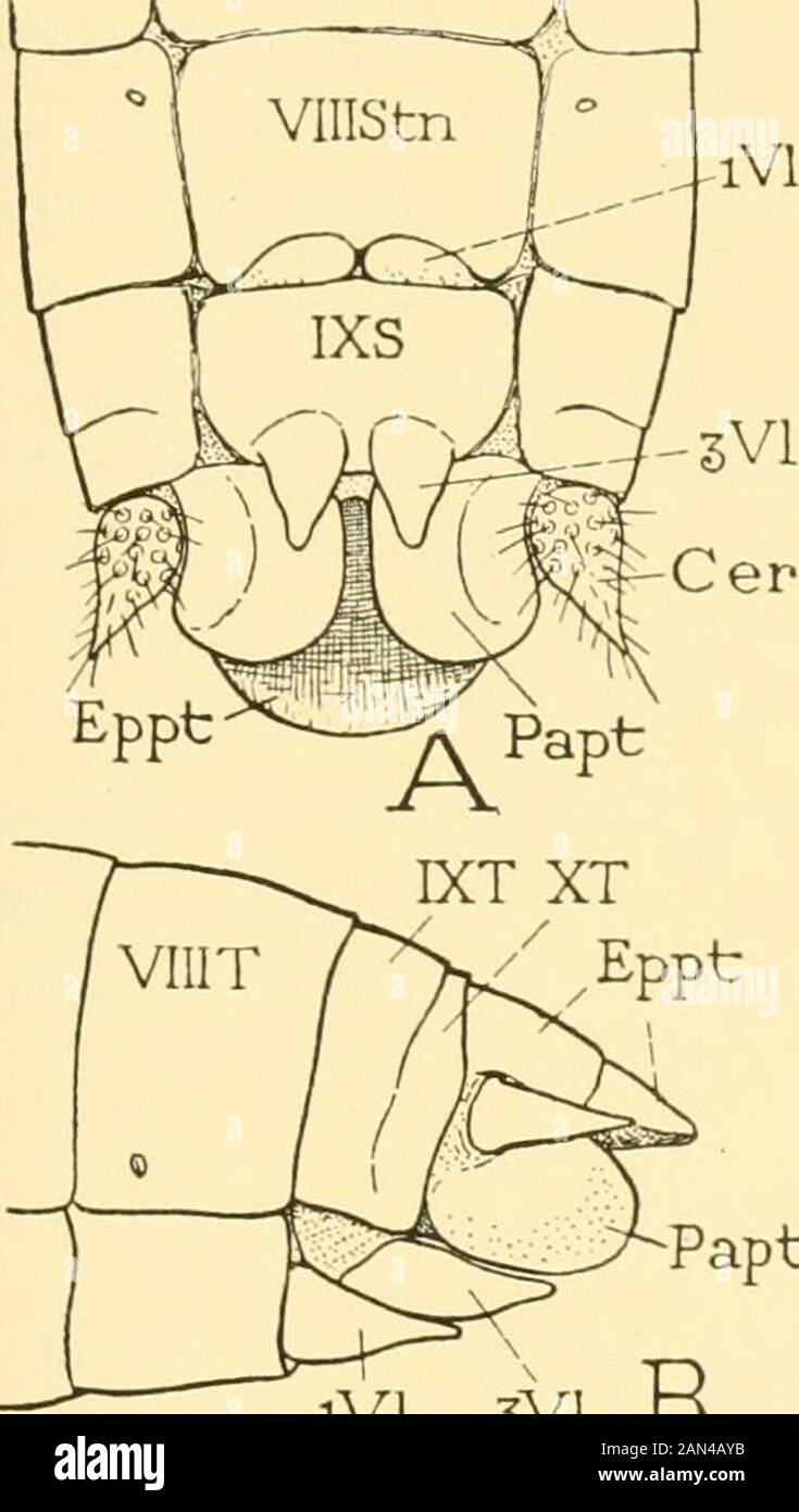 Adult structures of the insect are formed hi-res stock photography and ...