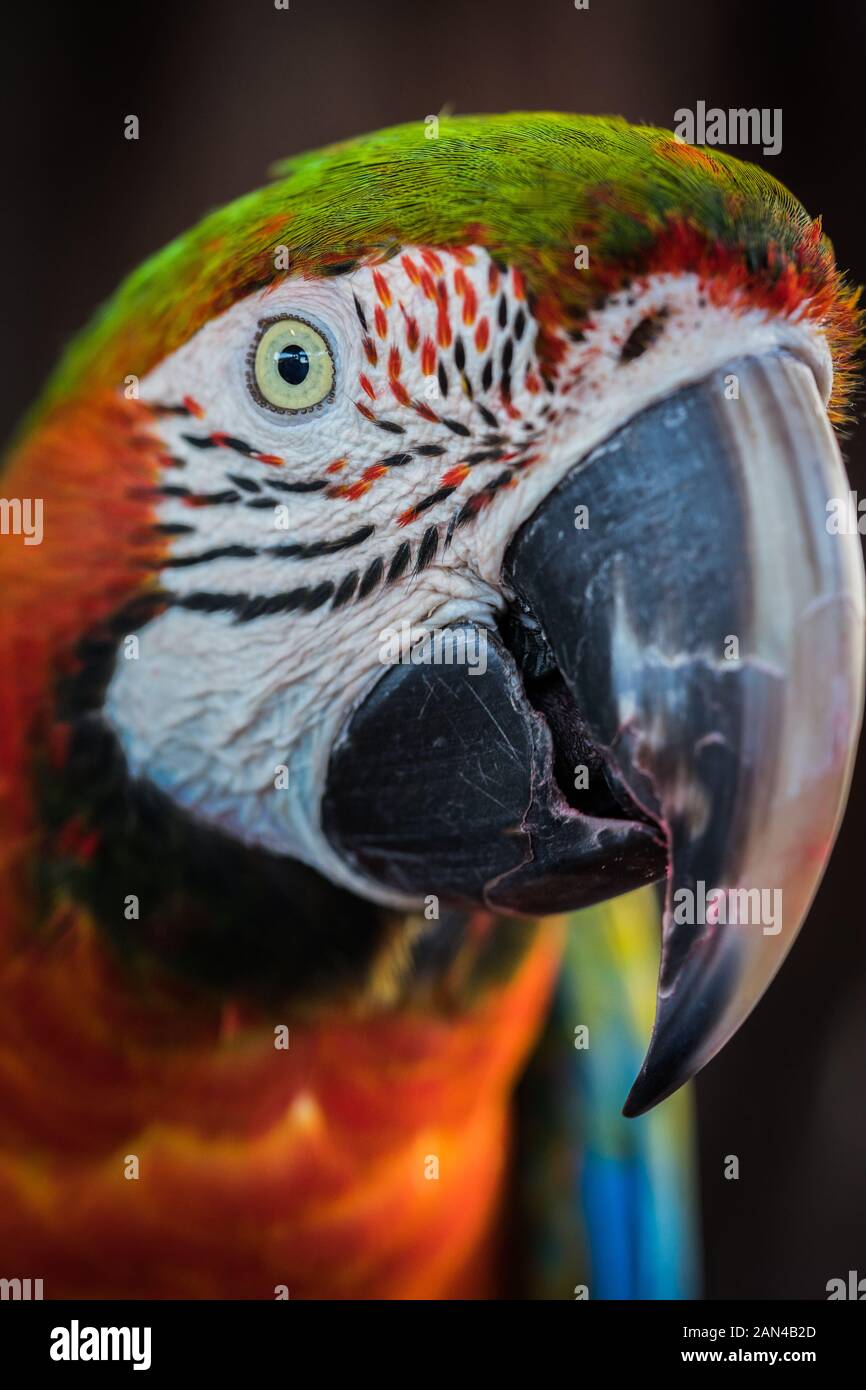 Red macaw face hi-res stock photography and images - Alamy