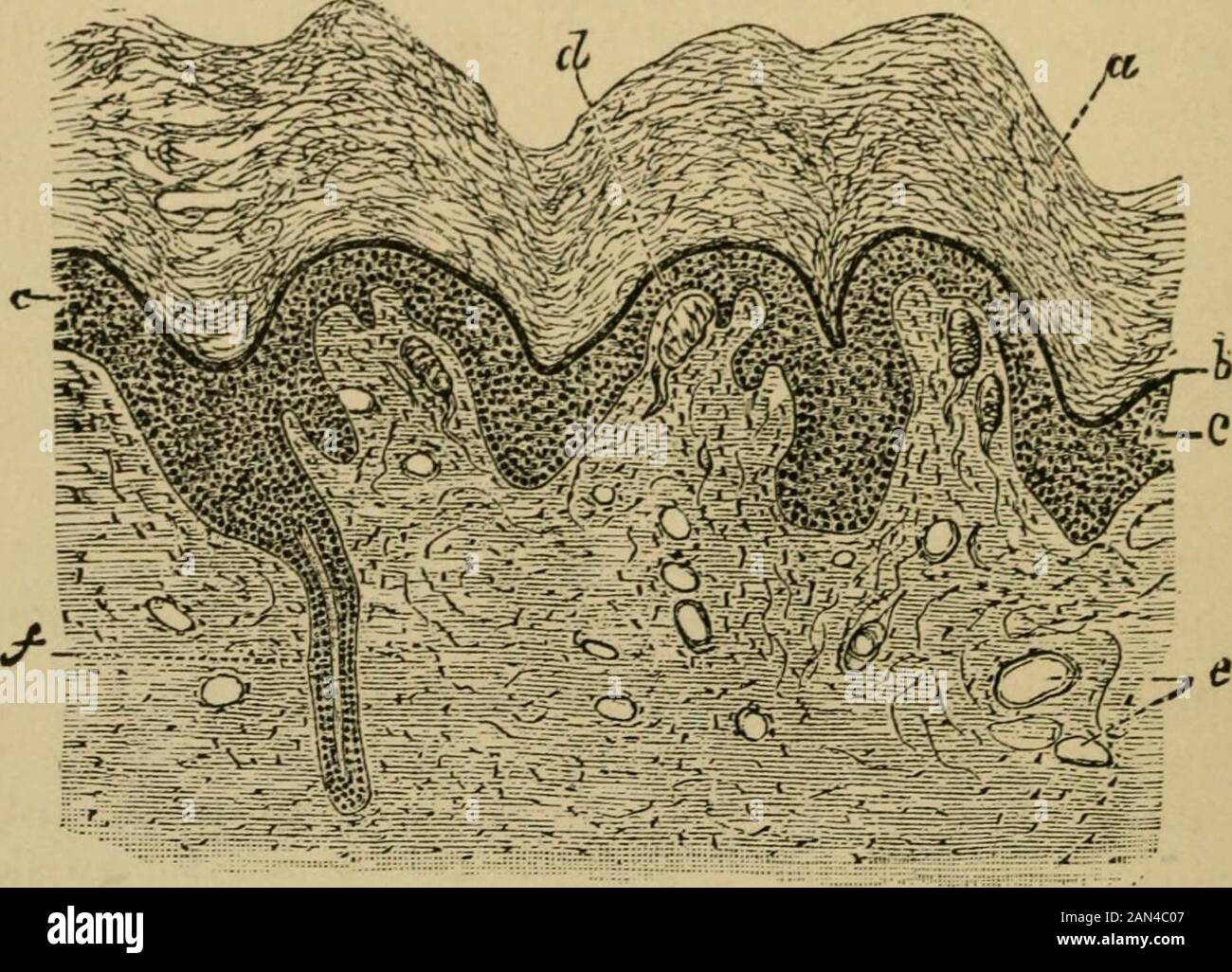 Lower layers of the skin hi-res stock photography and images - Alamy