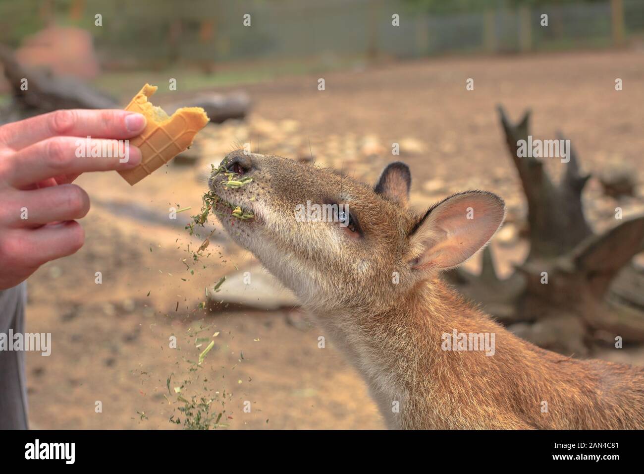 Closeup of wallaby eating from hand. Feeding Australian animals in ...
