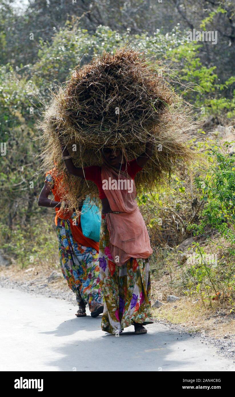 Woman Carrying Hay On Her Head High Resolution Stock Photography and ...