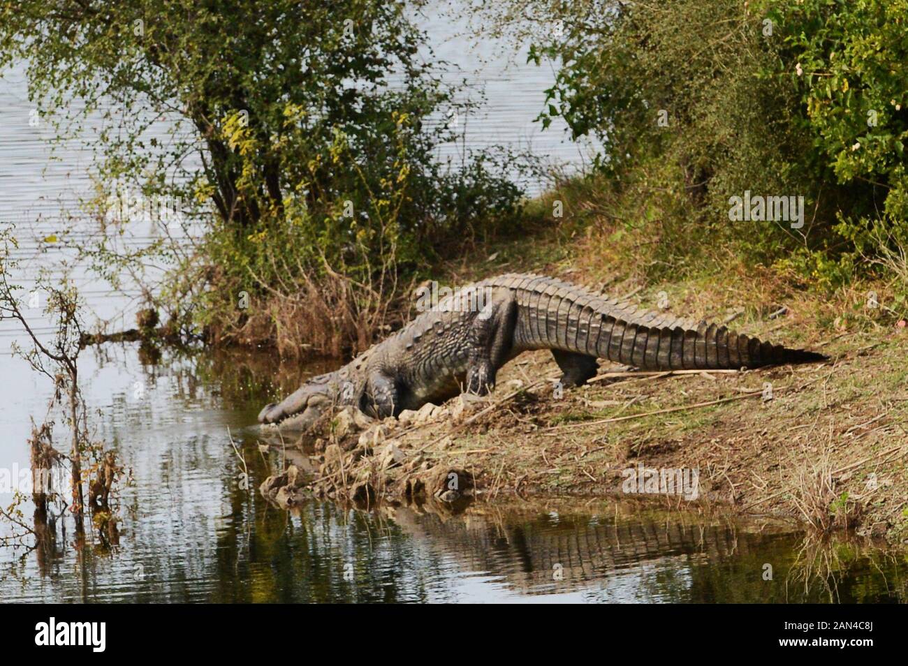 A Mugger crocodile in Ranakpur forest in Rajasthan, India Stock Photo ...