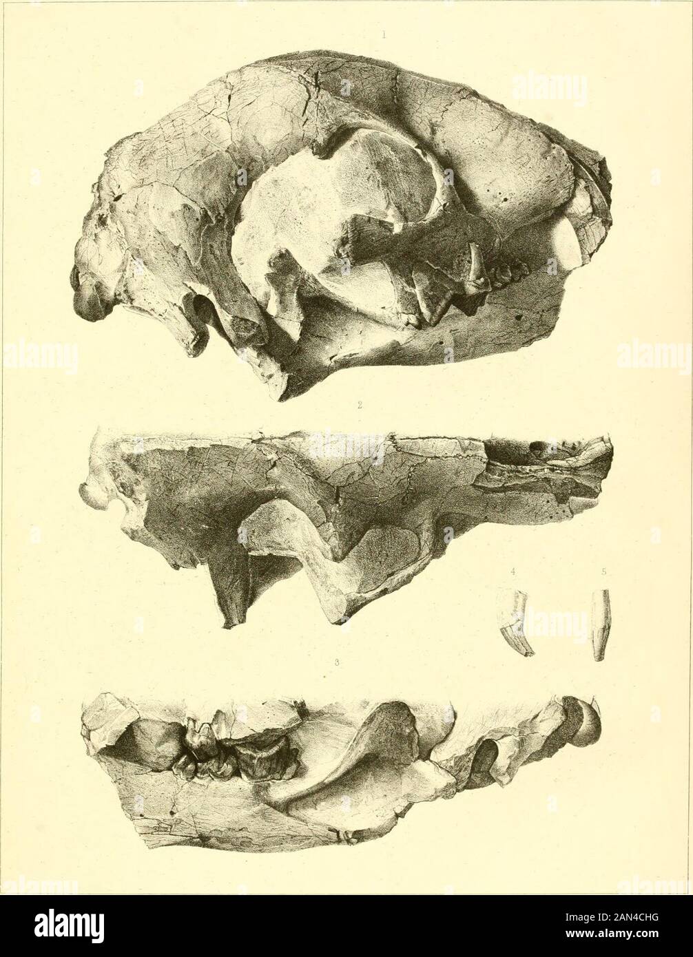 Palaeotherium hi-res stock photography and images - Alamy