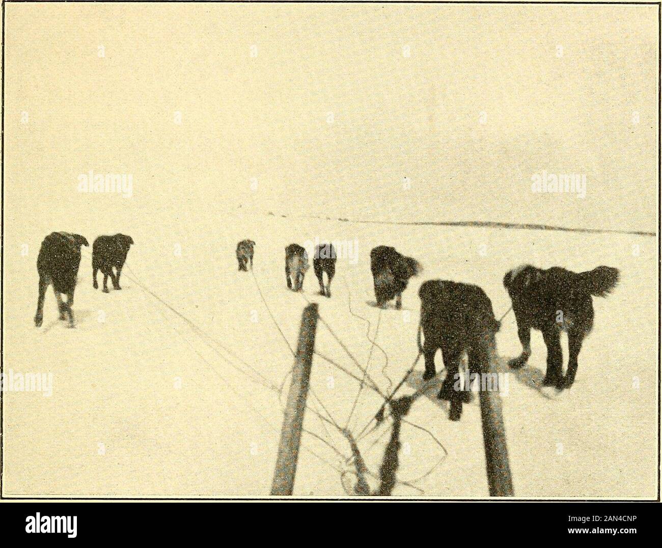 Labrador stock w hi-res stock photography and images - Alamy