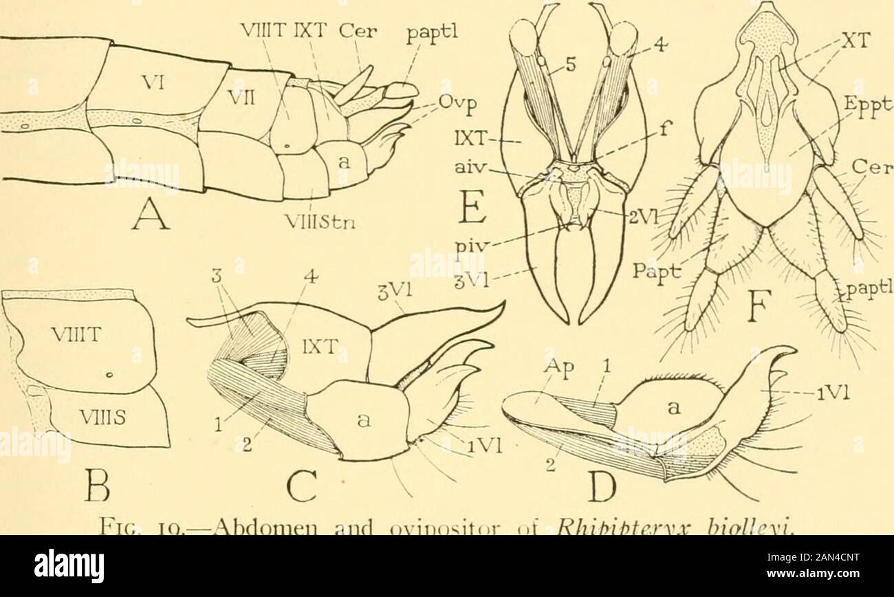 Tergite hi-res stock photography and images - Alamy