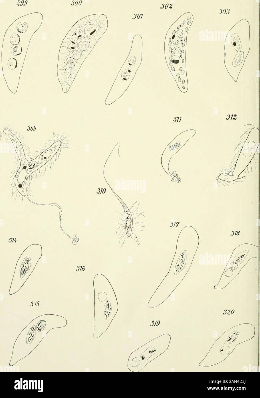 Opalina : its anatomy and reproduction, with a decription of infection ...