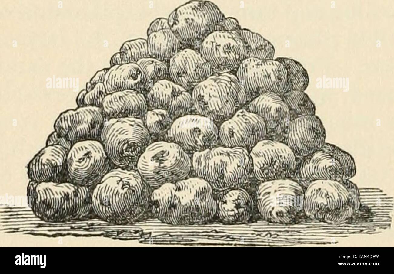 Artificial manures; their chemical selection and scientific application ...