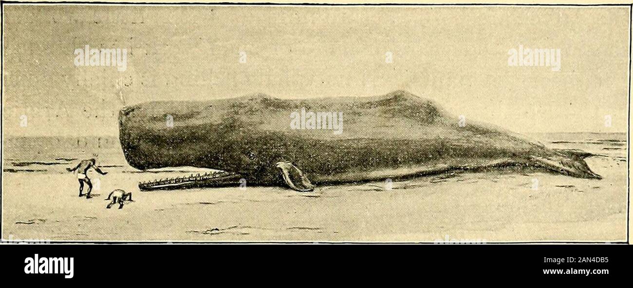 Sperm Whale Head Oil