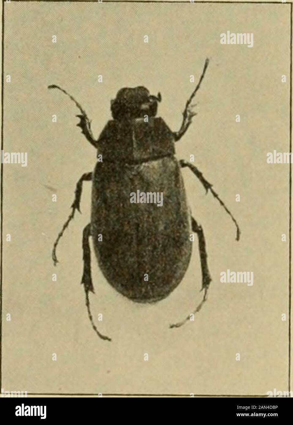 Handbook of medical entomology . 123. An Echinorhynchid, showing the ...
