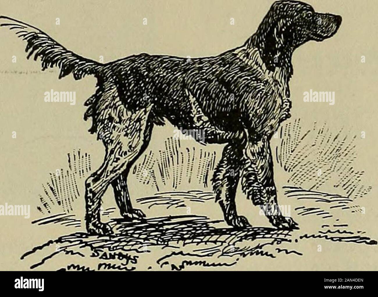 Llewellin hi-res stock photography and images - Alamy