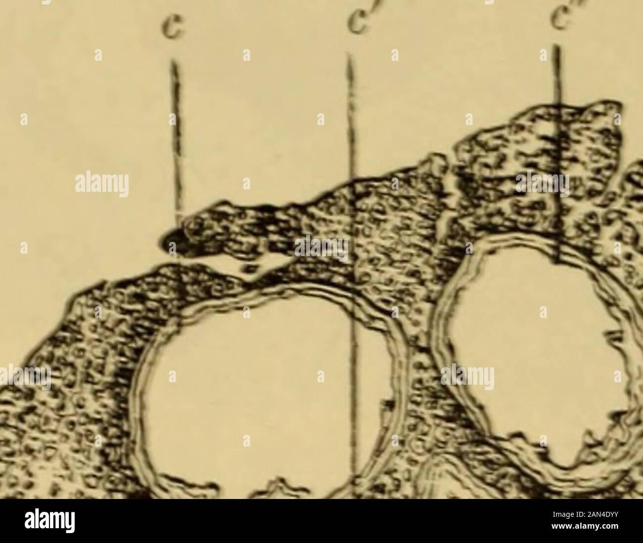 Mucous net hi-res stock photography and images - Alamy