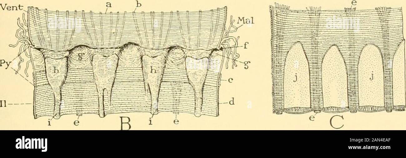 Smithsonian miscellaneous collections . Eppt29S Mai J. Fig. i6.—The ...