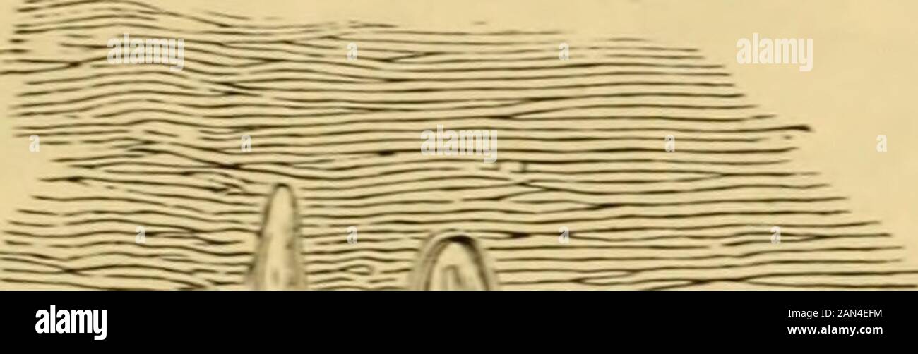 A text-book of the diseases of the ear and adjacent organs . Fig. 161 ...