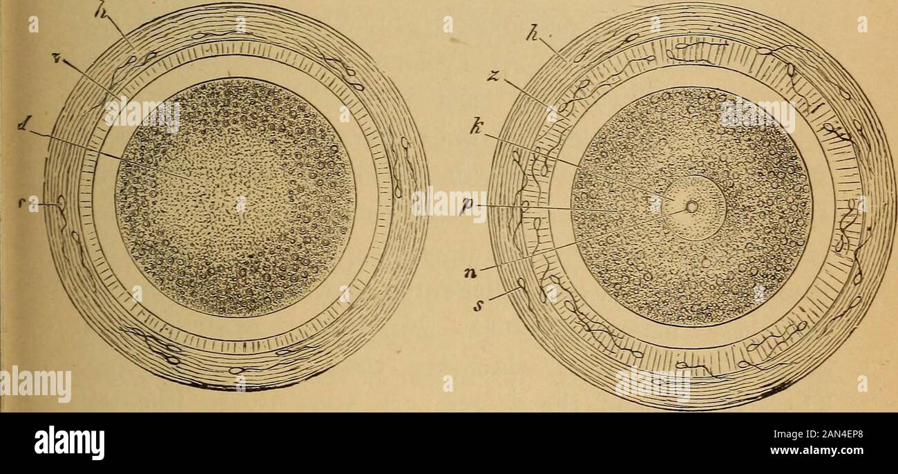 The evolution of man: a popular exposition of the principal points of ...