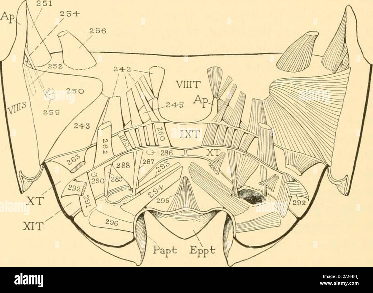 Smithsonian miscellaneous collections . - on the posterior margin of ...