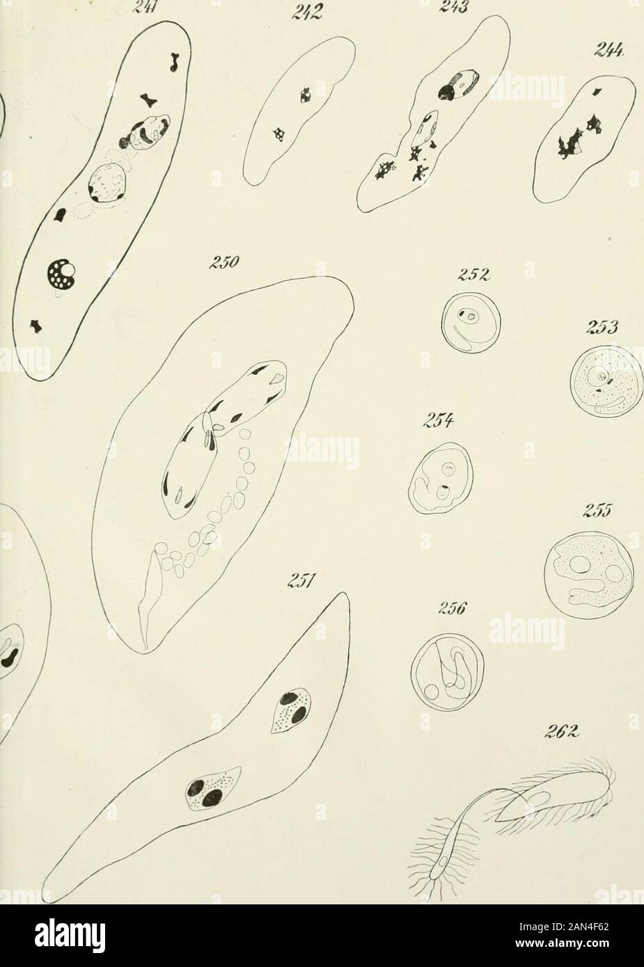 Opalina : its anatomy and reproduction, with a decription of infection ...
