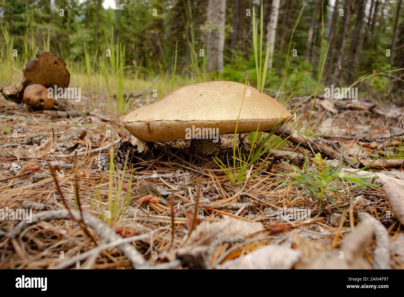 Leccinum insigne, Aspen Bolete, Aspen Scaber Stalk Mushroom growing up ...